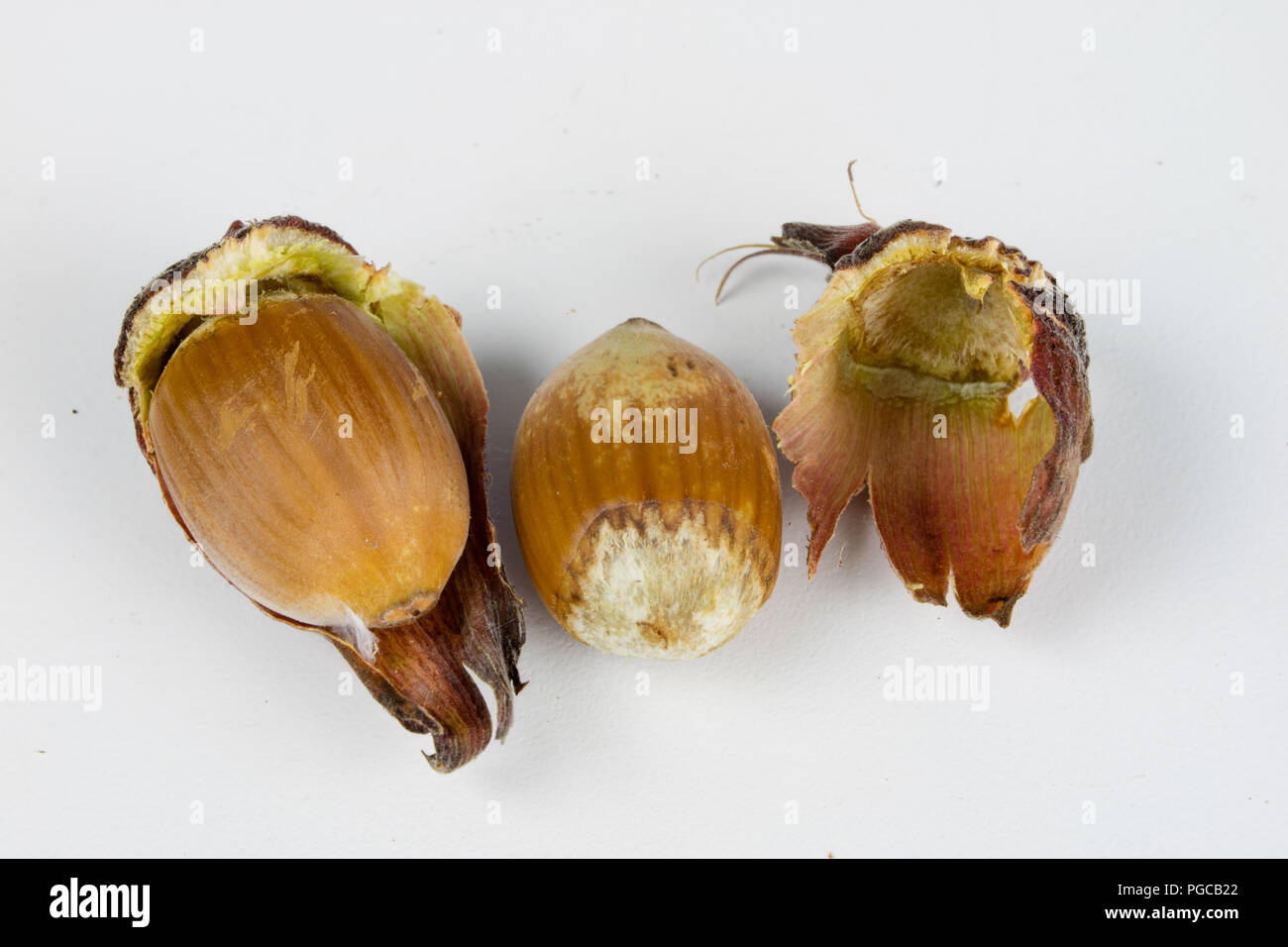 Hazelnuts in shell on a kitchen table. Hazel fruit as an addition to ...
