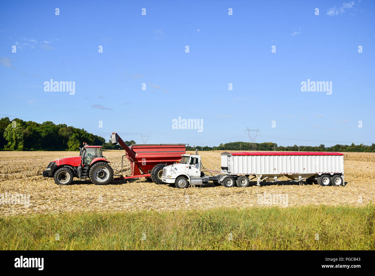 Tractor emptying its load of harvested maize into a waiting semi and ...