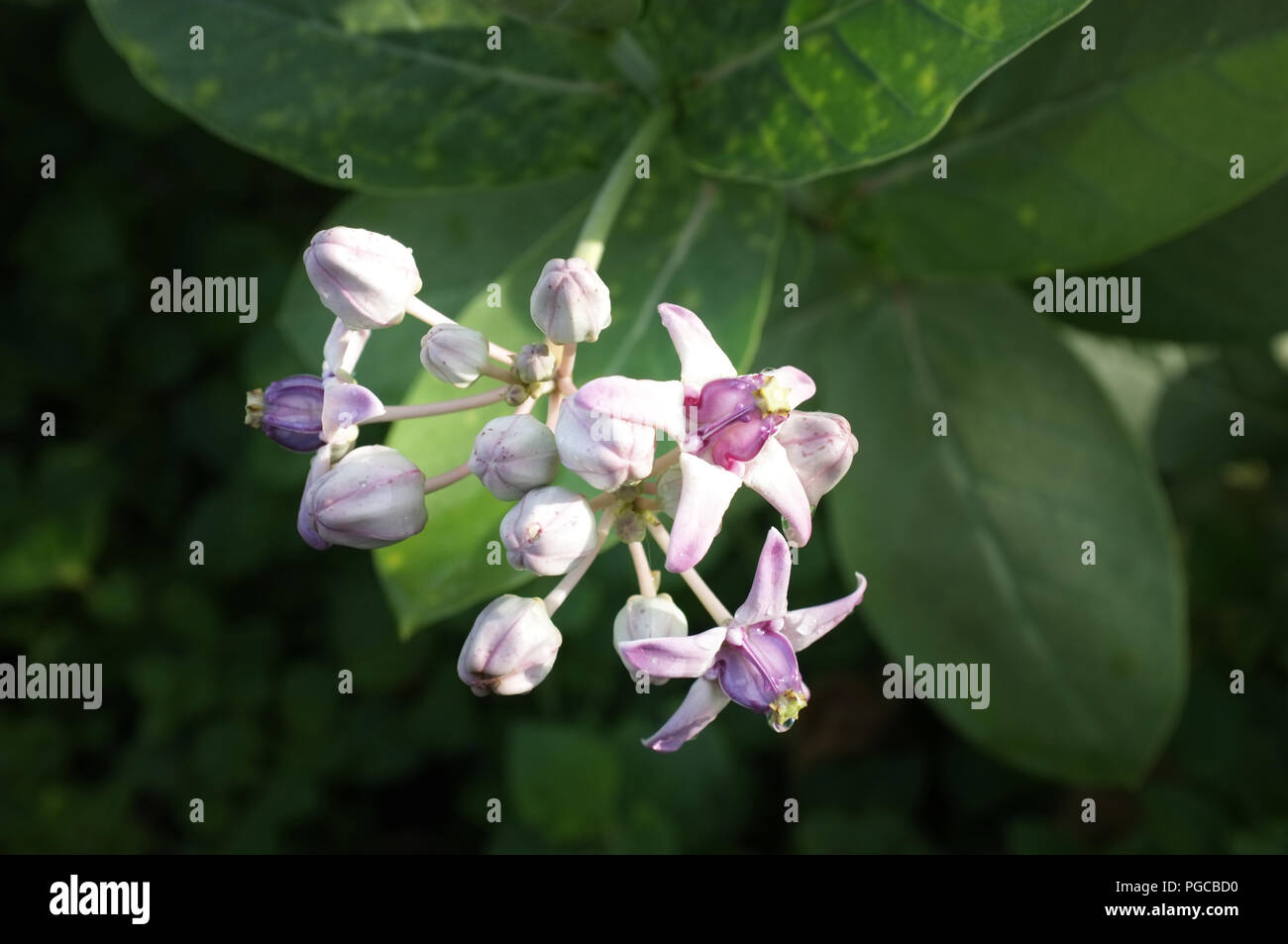 crownflower, thai local flower with green leaf on blue sky. Effect ...