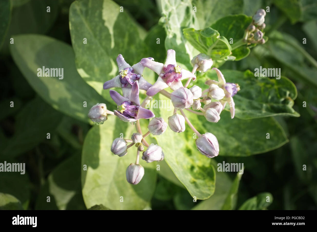 crownflower, thai local flower with green leaf on blue sky. Effect ...