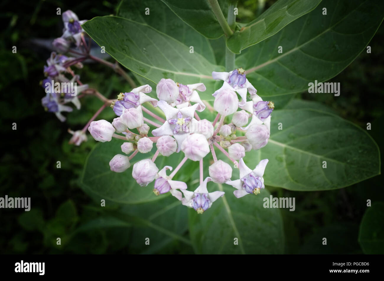 crownflower, thai local flower with green leaf on blue sky. Effect ...