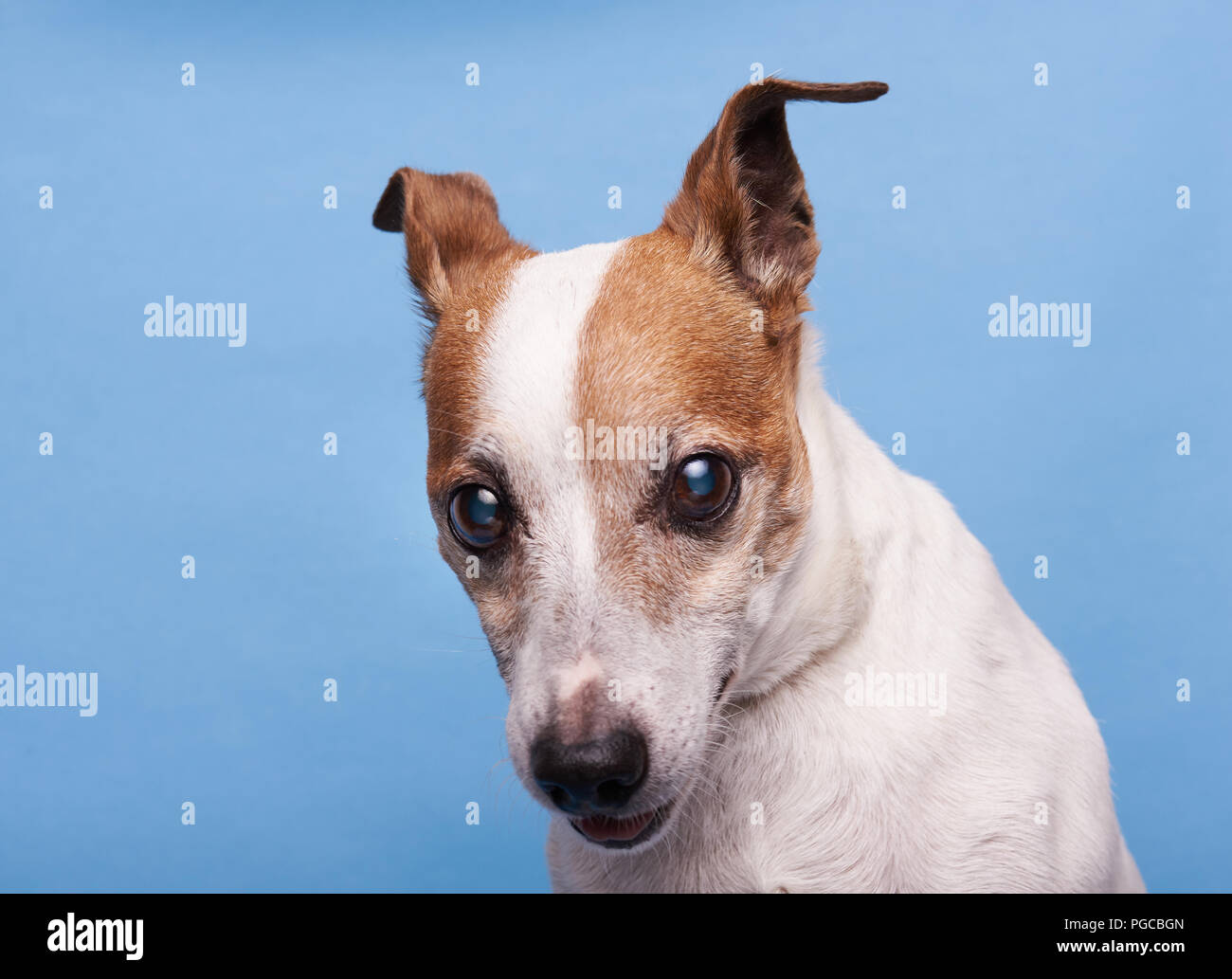 Jack russell terrier dog head hi-res stock photography and images - Alamy