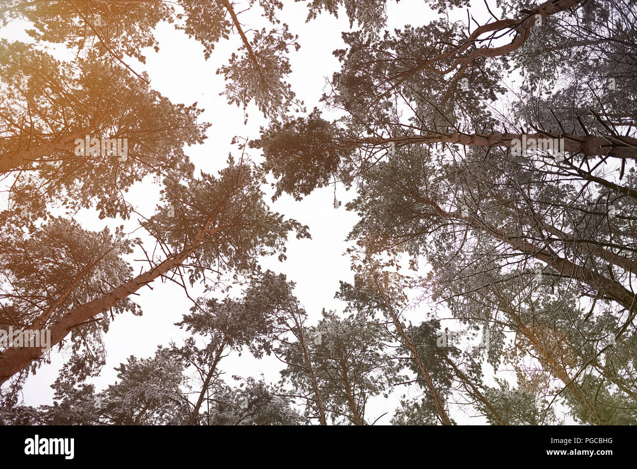 Winter forest theme. Abstract pattern from trees covered with snow ...