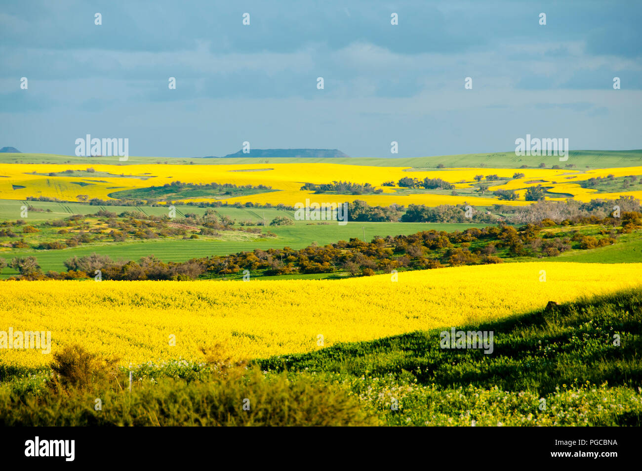Rapeseed & Wheat Fields in the Mid West - Western Australia Stock Photo ...