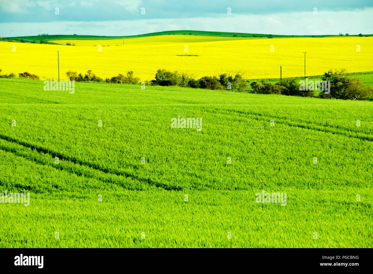 Rapeseed & Wheat Fields in the Mid West - Western Australia Stock Photo ...