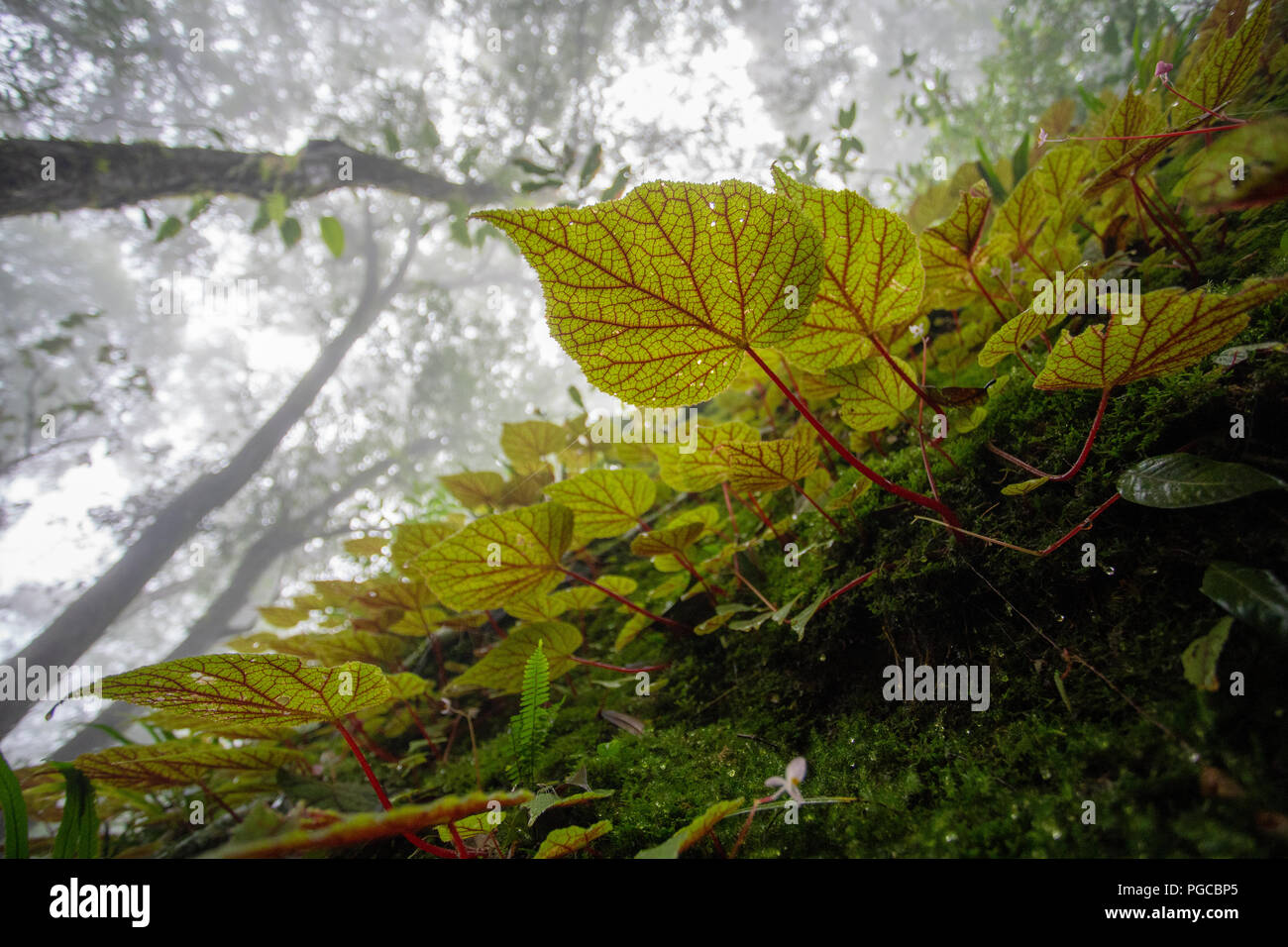 Begonia in forest and fog Stock Photo - Alamy