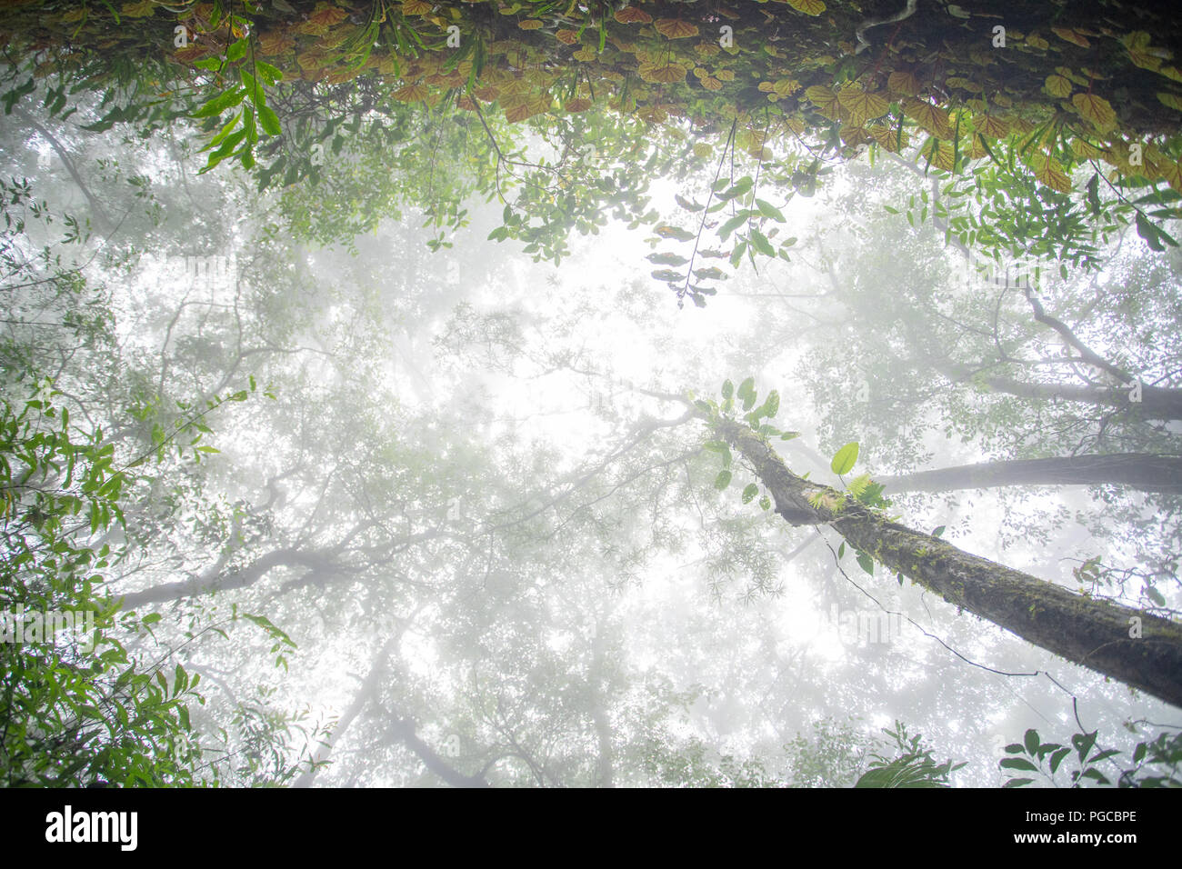 begonia forest in spring season Stock Photo - Alamy
