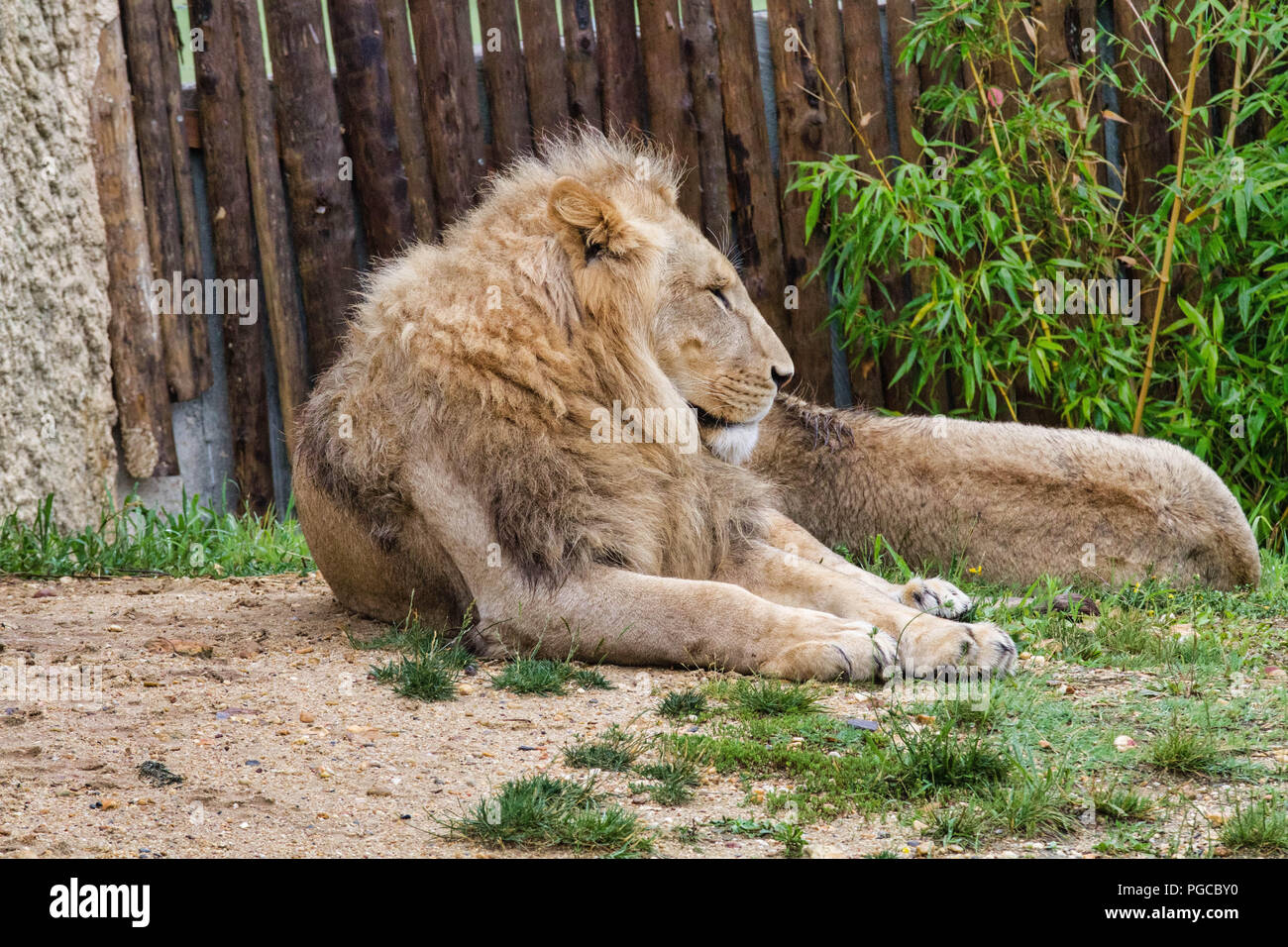 Famille de lion hi-res stock photography and images - Alamy