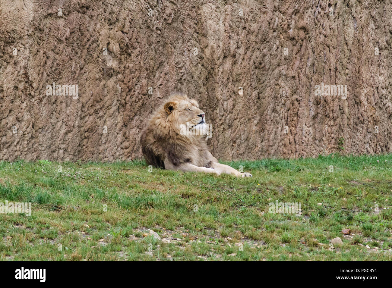 Le lion est une espèce de mammifères carnivores de la famille des ...