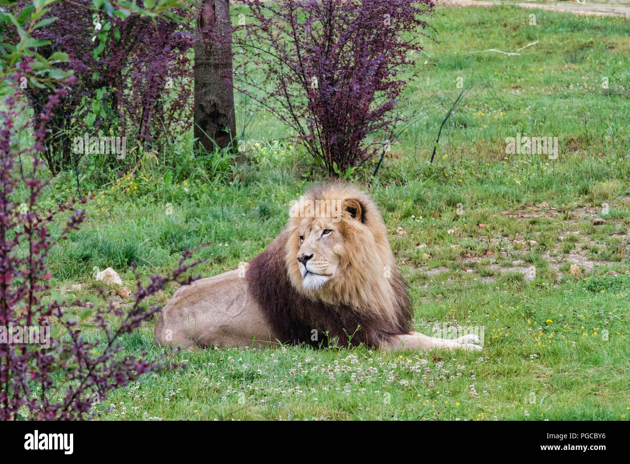 Le lion est une espèce de mammifères carnivores de la famille des ...