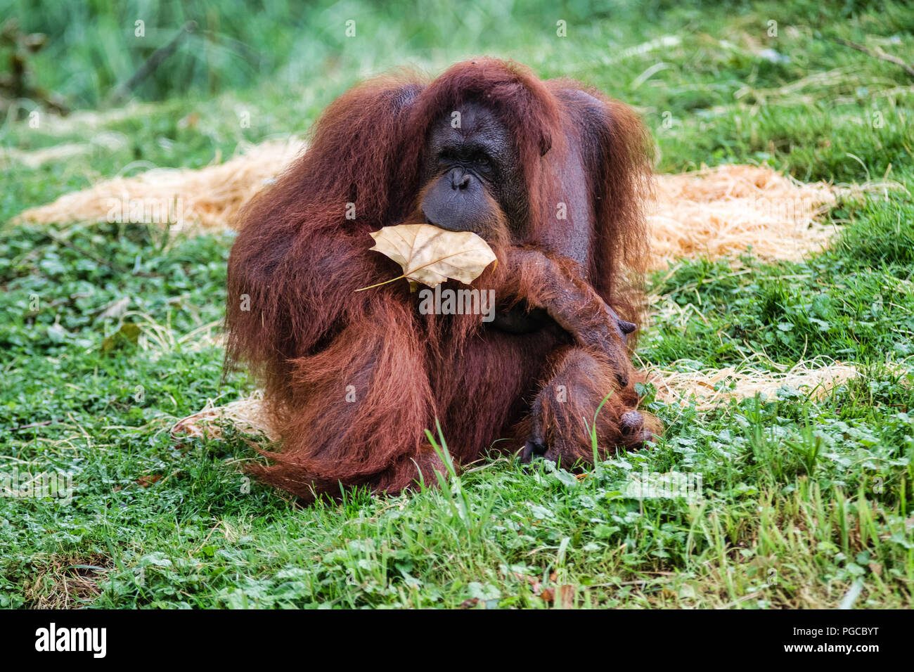 Singes dans les arbres hi-res stock photography and images - Alamy