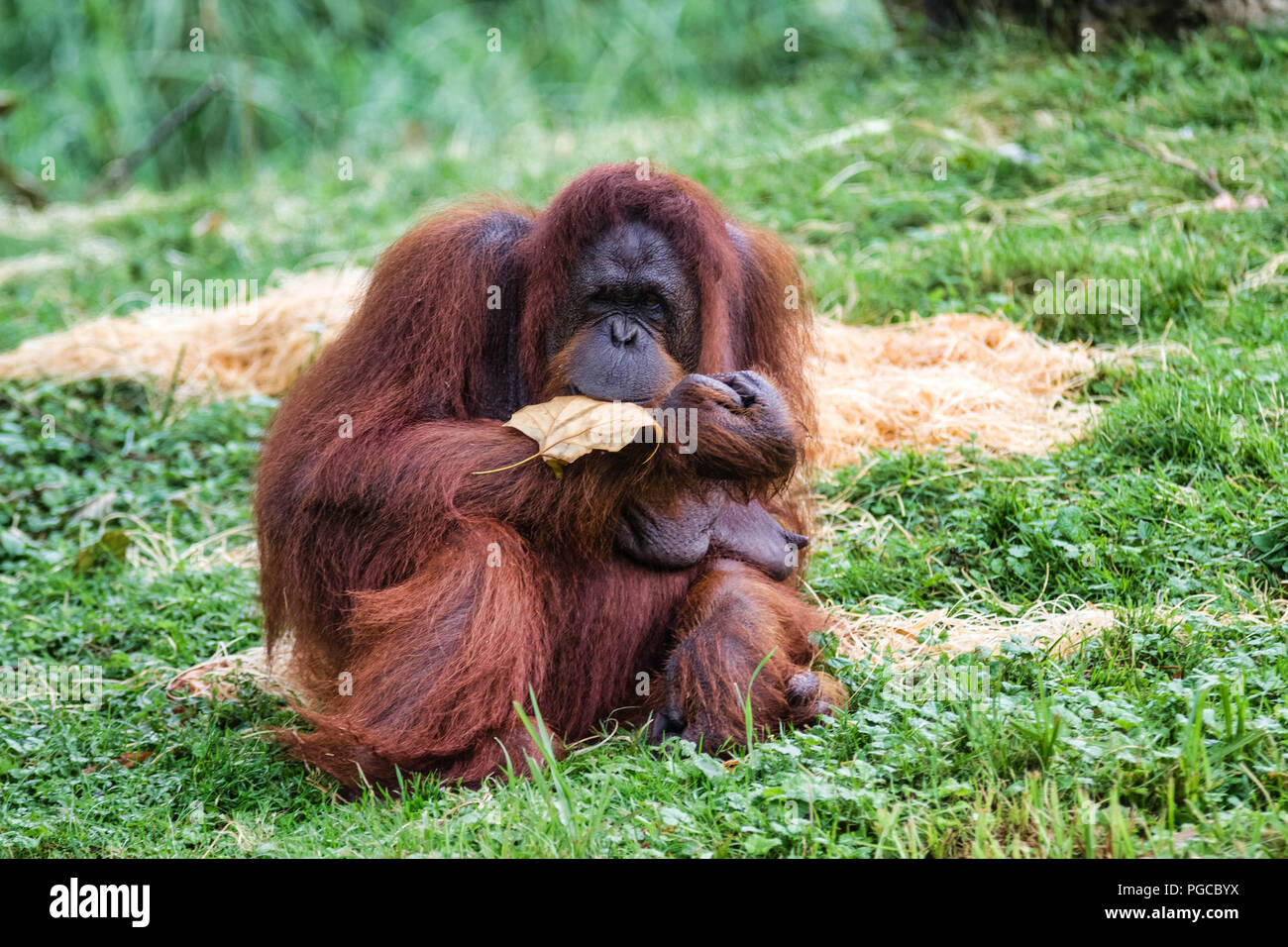 Singes dans les arbres hi-res stock photography and images - Alamy