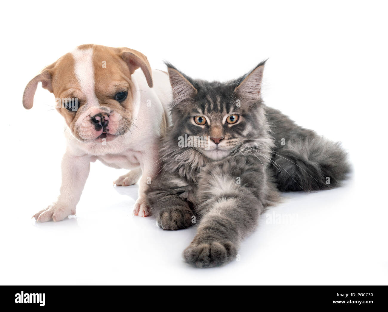 puppy and cat in front of white background Stock Photo - Alamy