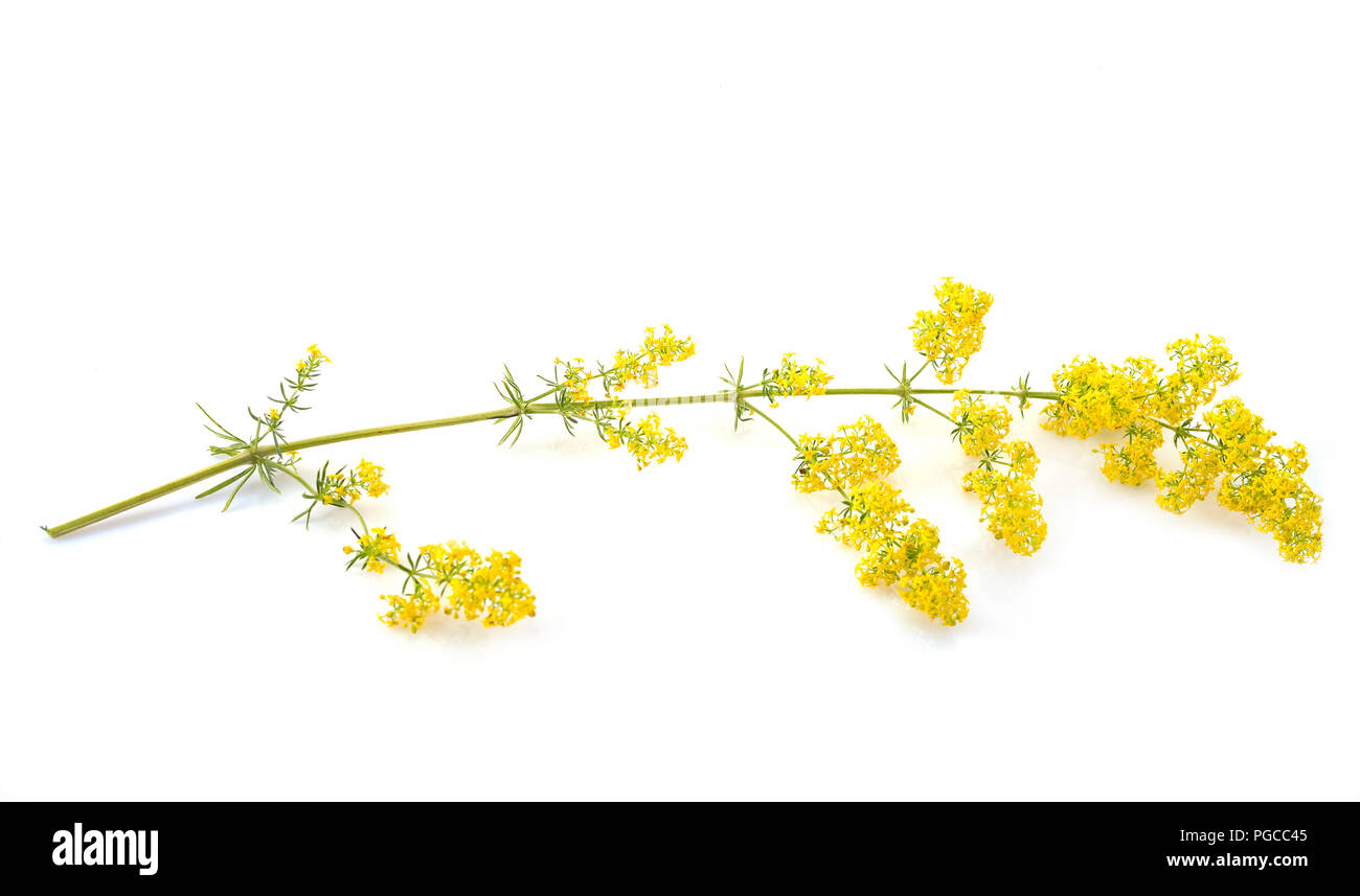 Galium verum in front of white background Stock Photo - Alamy