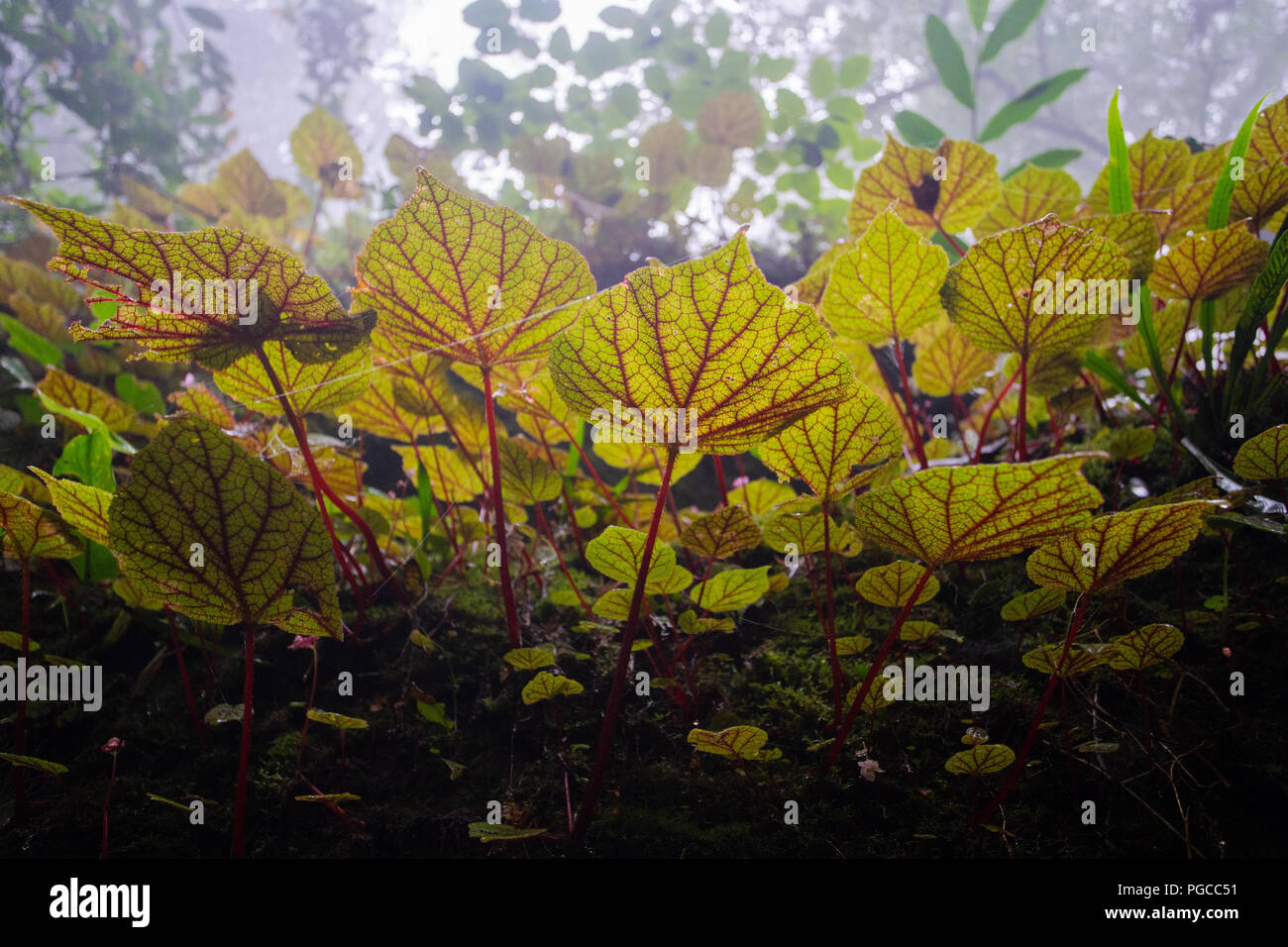 Begonia in forest and fog Stock Photo - Alamy