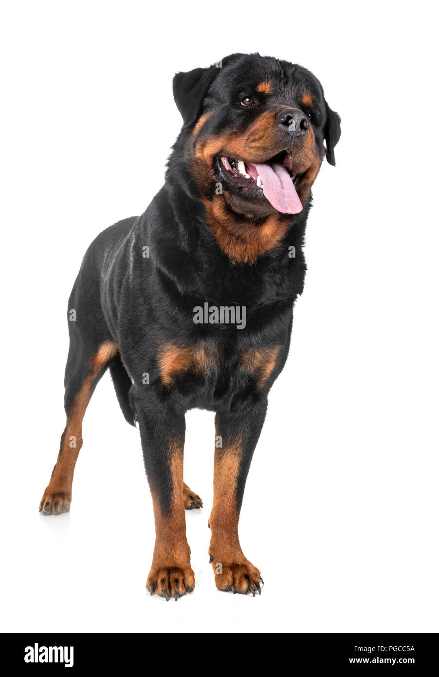 purebred rottweiler in front of white background Stock Photo - Alamy