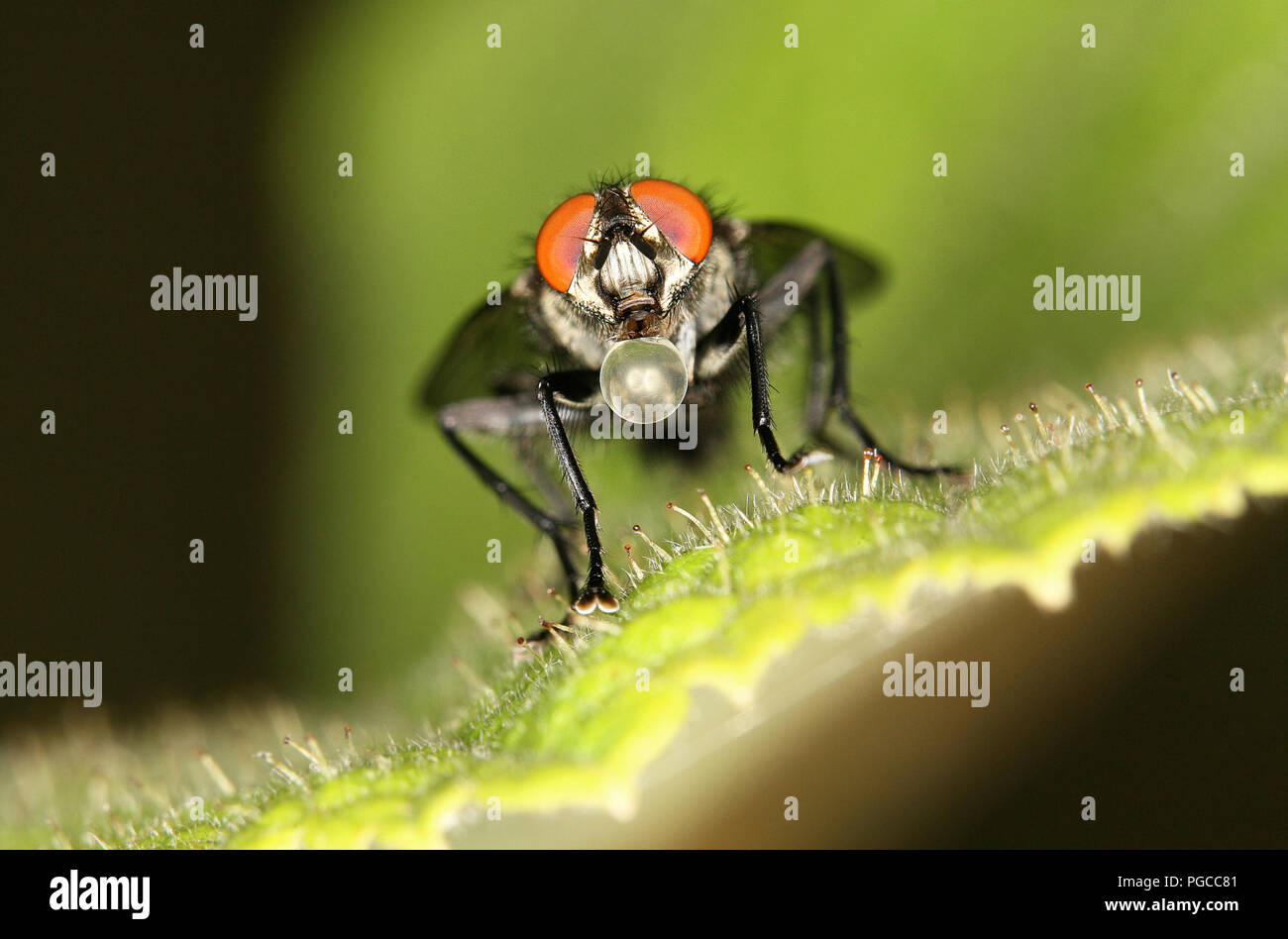 Fly making bubble Stock Photo - Alamy