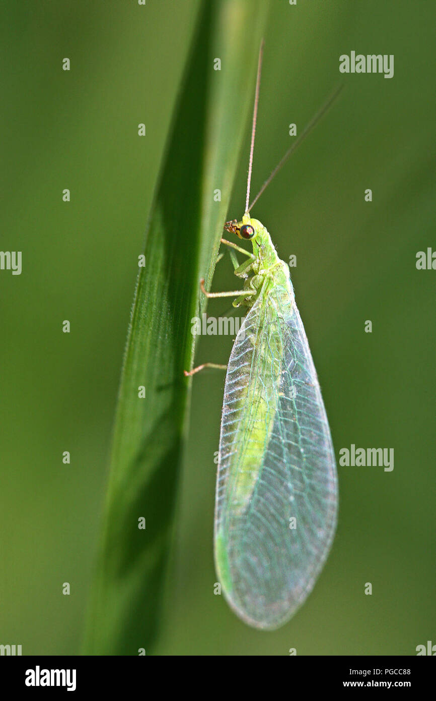 Tiny green insect hi-res stock photography and images - Alamy