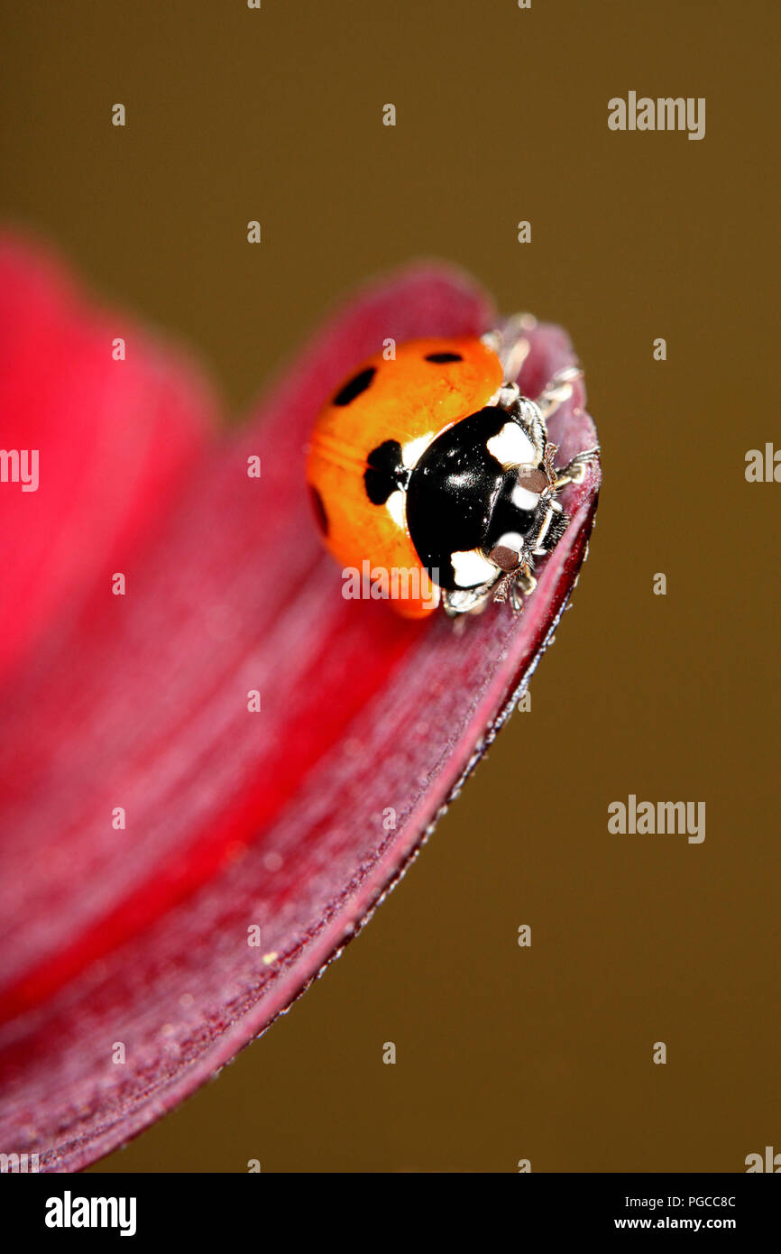 Tiny ladybird hi-res stock photography and images - Alamy