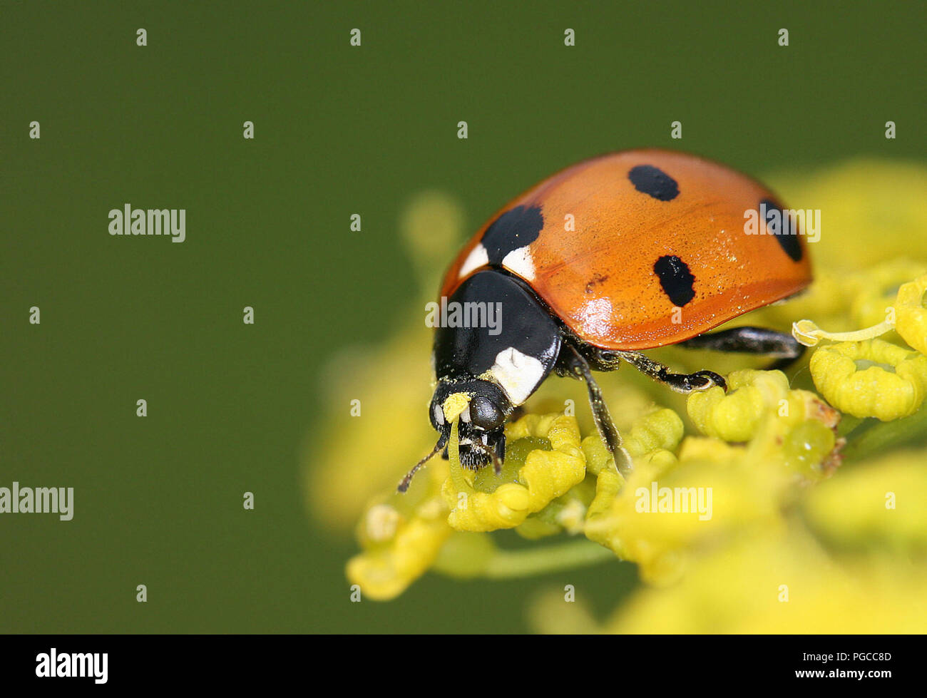 Tiny ladybird hi-res stock photography and images - Alamy