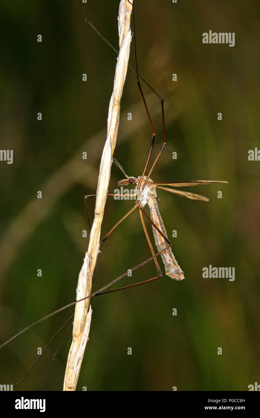 Mosquito close up hi-res stock photography and images - Alamy