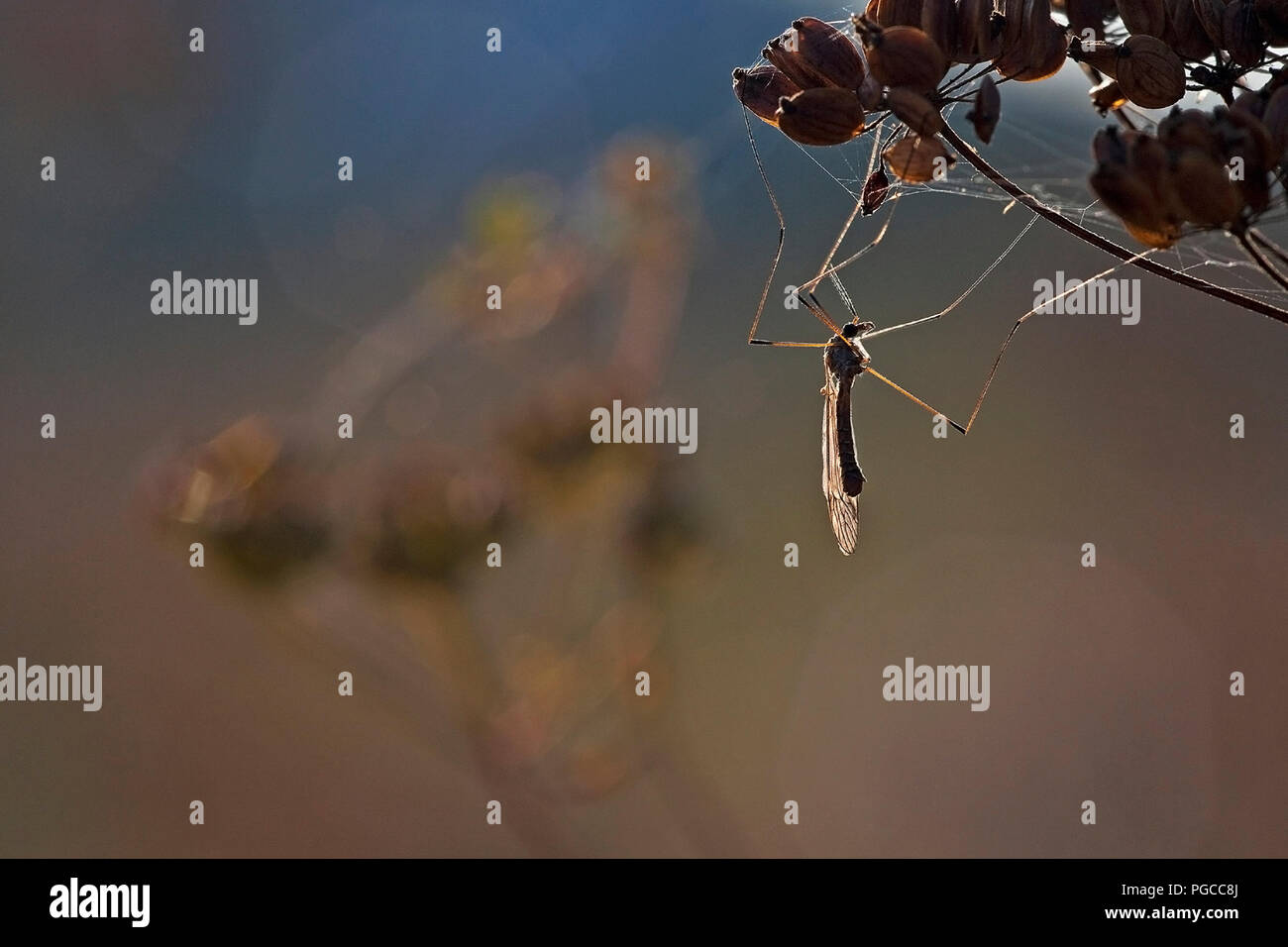 Long legs insect hi-res stock photography and images - Alamy