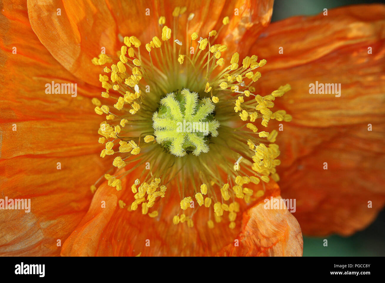 Tiny poppy hi-res stock photography and images - Alamy
