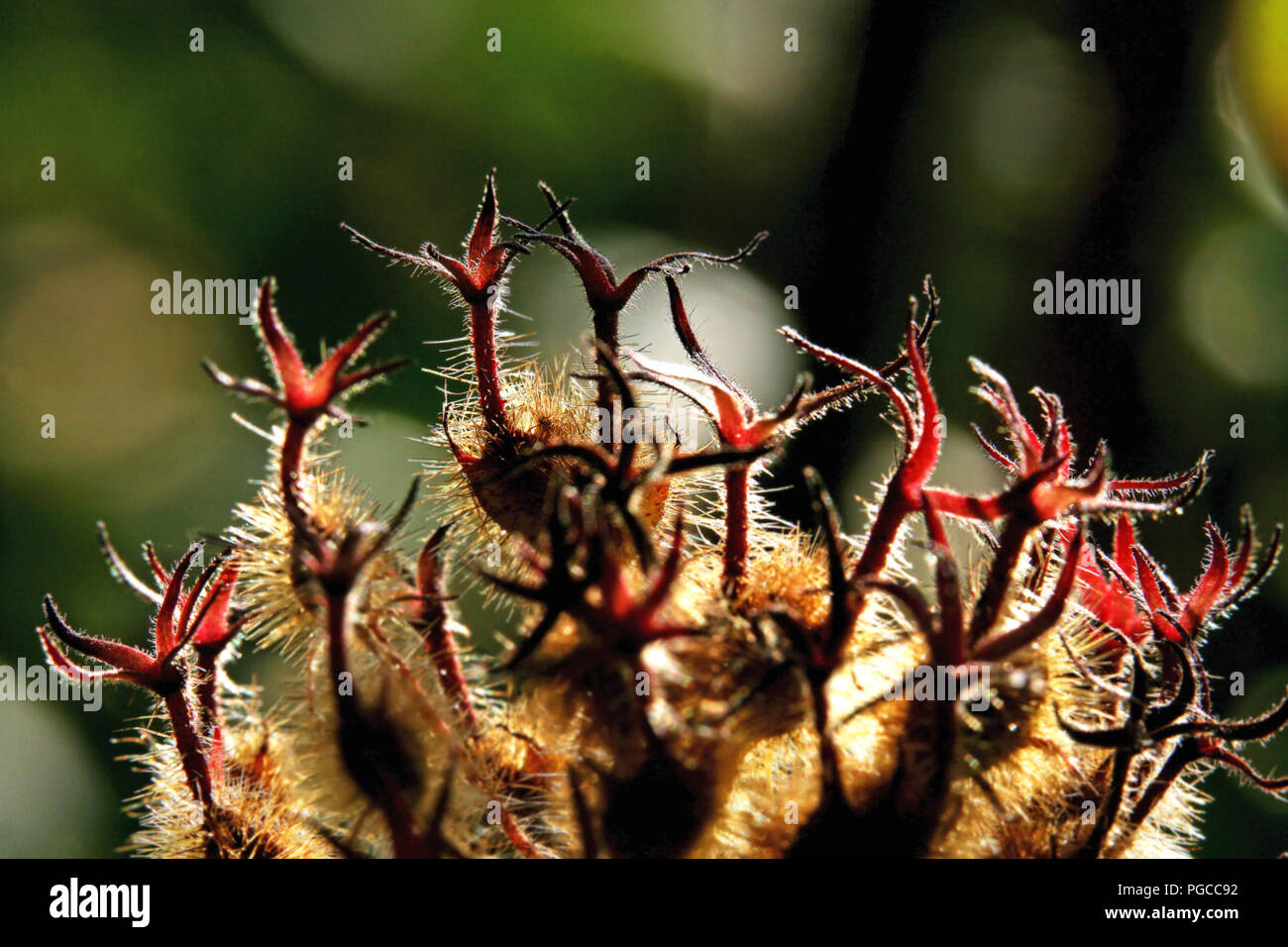 Cocoon of flower Stock Photo - Alamy