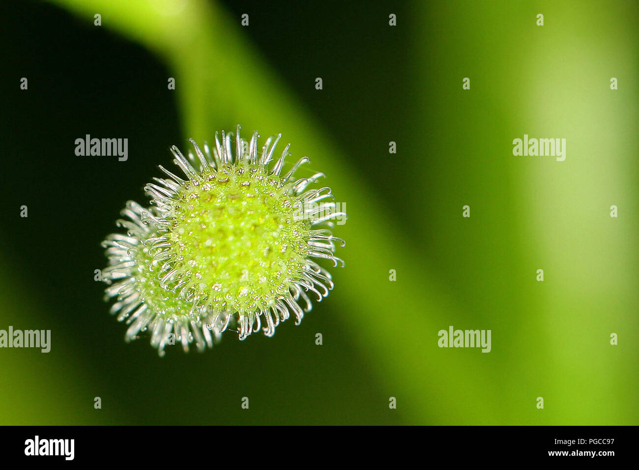 Round plant hi-res stock photography and images - Alamy