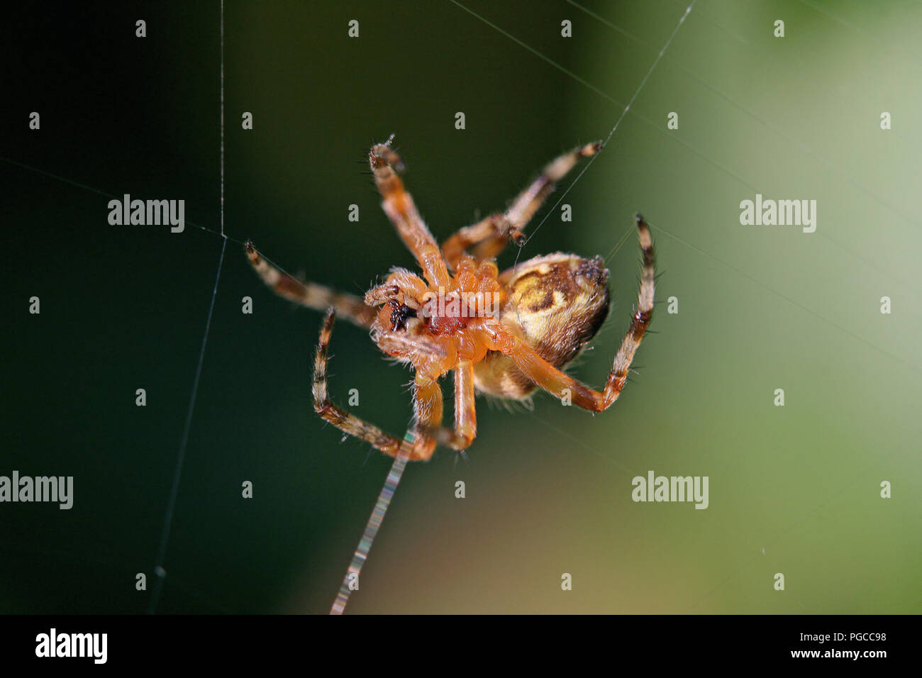 Spider weaving the trap Stock Photo - Alamy