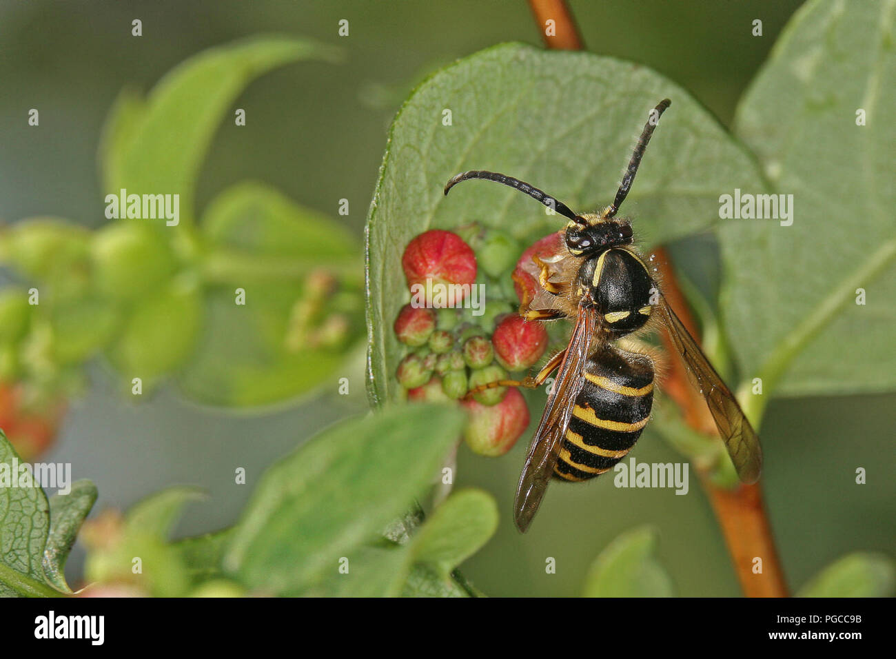 Wasp insects hi-res stock photography and images - Alamy