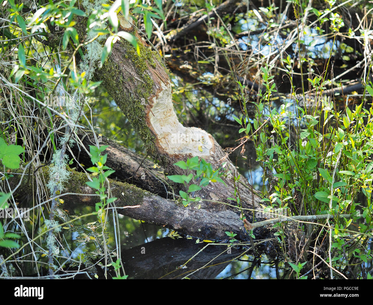 Beaver tree damage hi-res stock photography and images - Alamy
