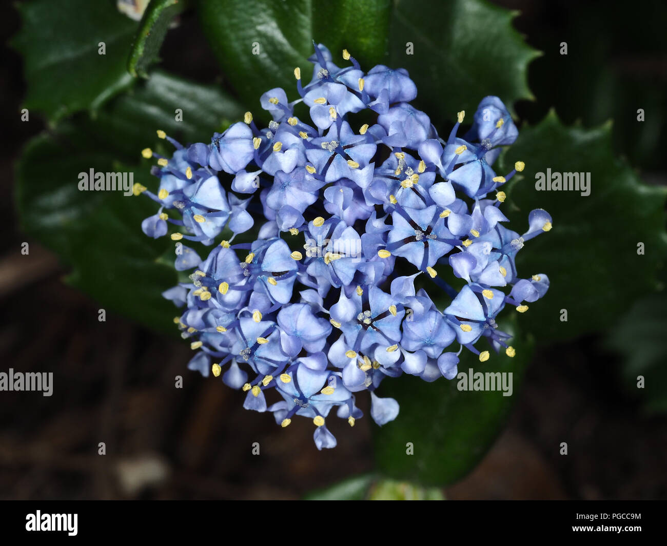 California lilac flower hi-res stock photography and images - Alamy