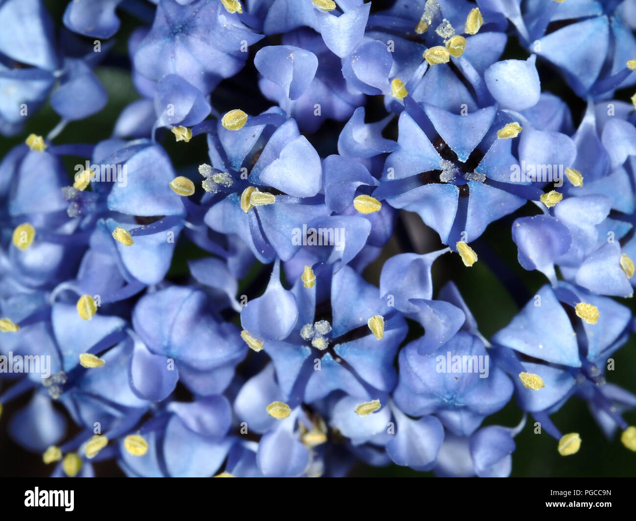 California lilac (Ceanothus sp.) flowers macro photography Stock Photo ...