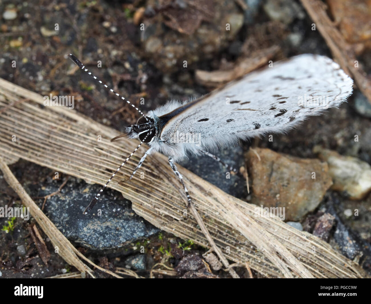 Spring azure butterfly (Celastrina ladon Stock Photo - Alamy