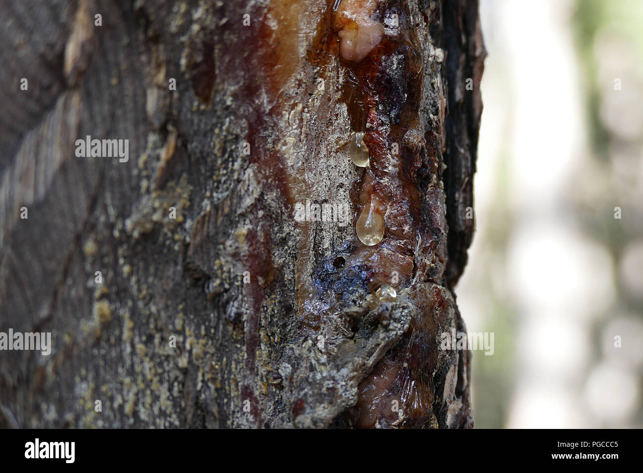 pine tree and flammable gum liquor Stock Photo - Alamy