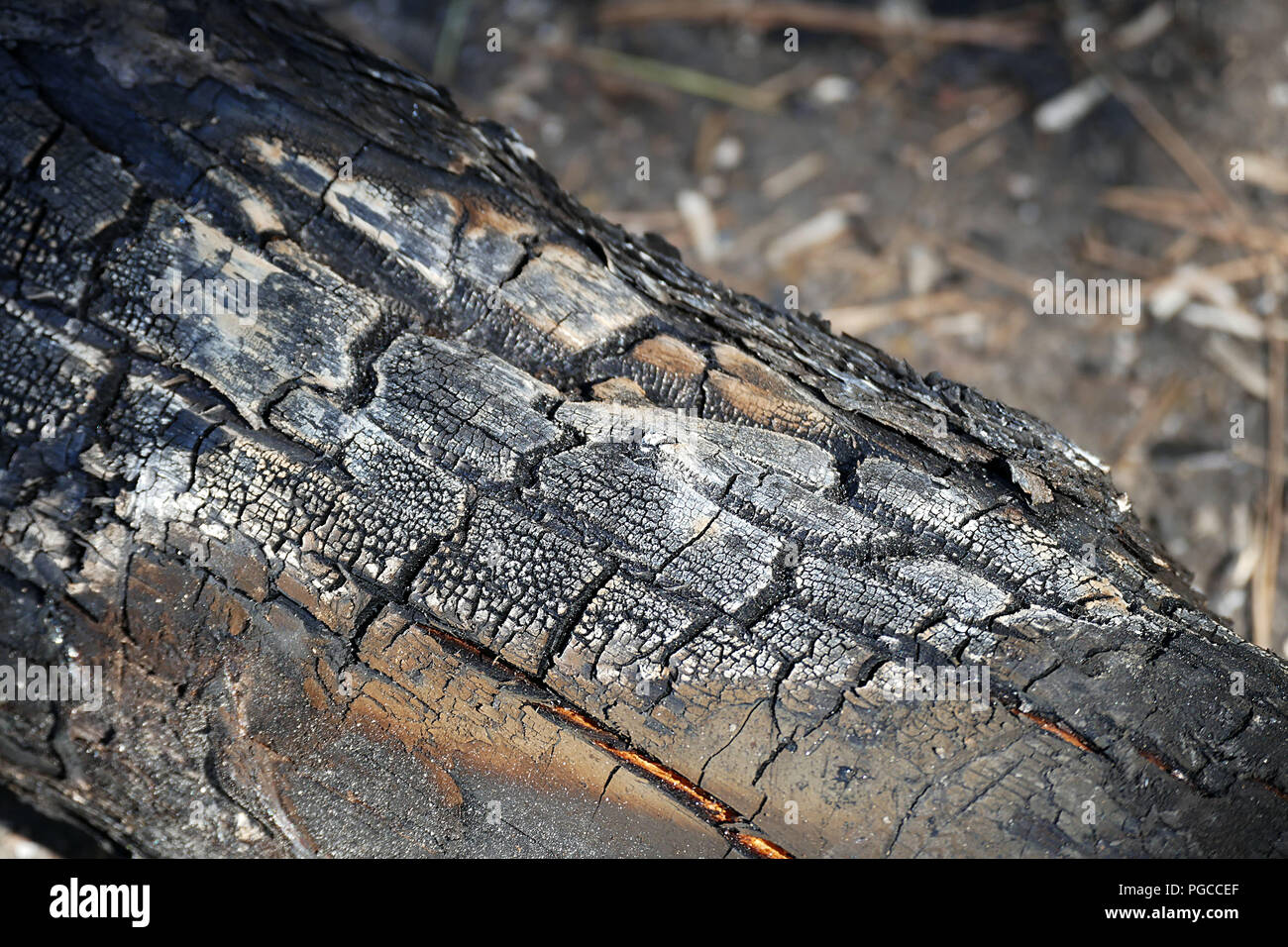 damaged by fire has burned pine trees in the forest Stock Photo - Alamy