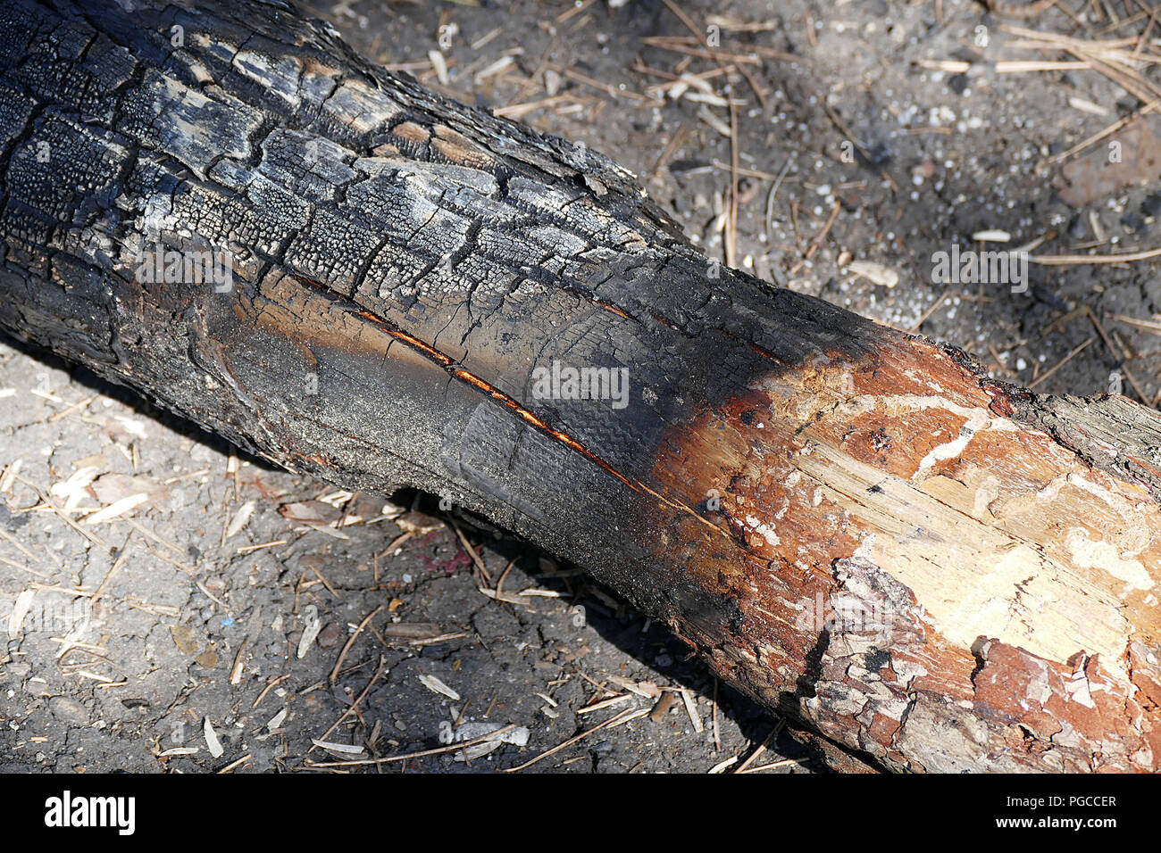damaged by fire has burned pine trees in the forest Stock Photo - Alamy