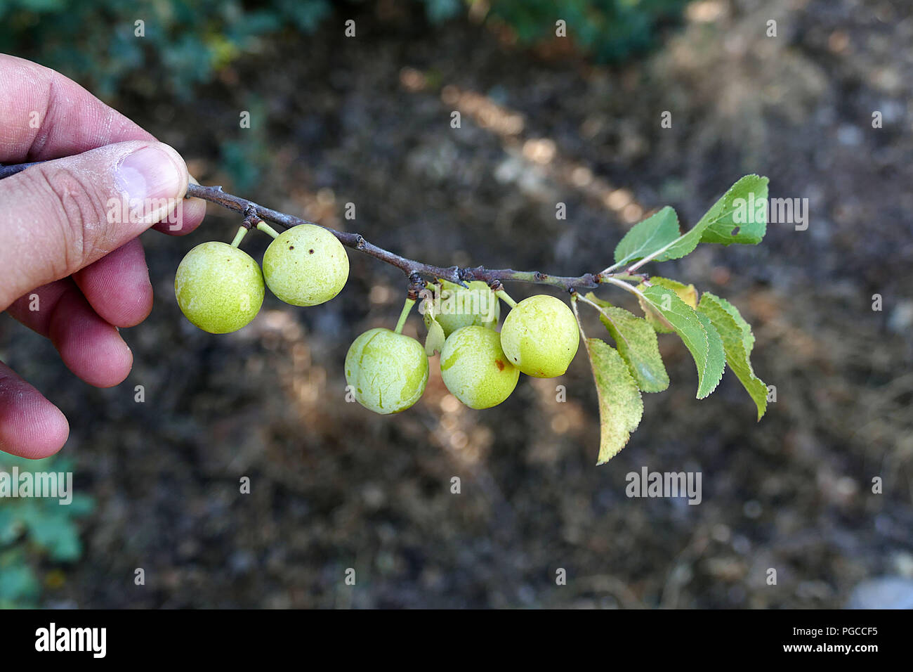 Jackal berry tree hi-res stock photography and images - Alamy