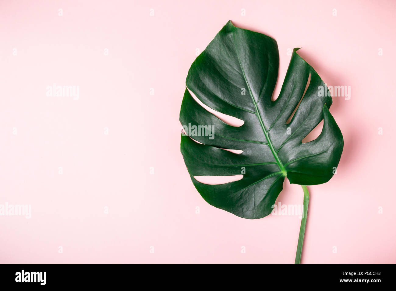 Monstera leaf on a pink background. Summer exotic minimalistic ...