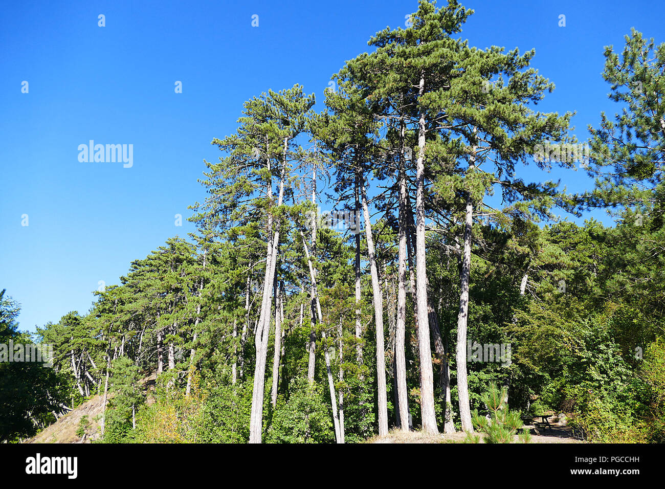 Beautiful long trees green hi-res stock photography and images - Alamy