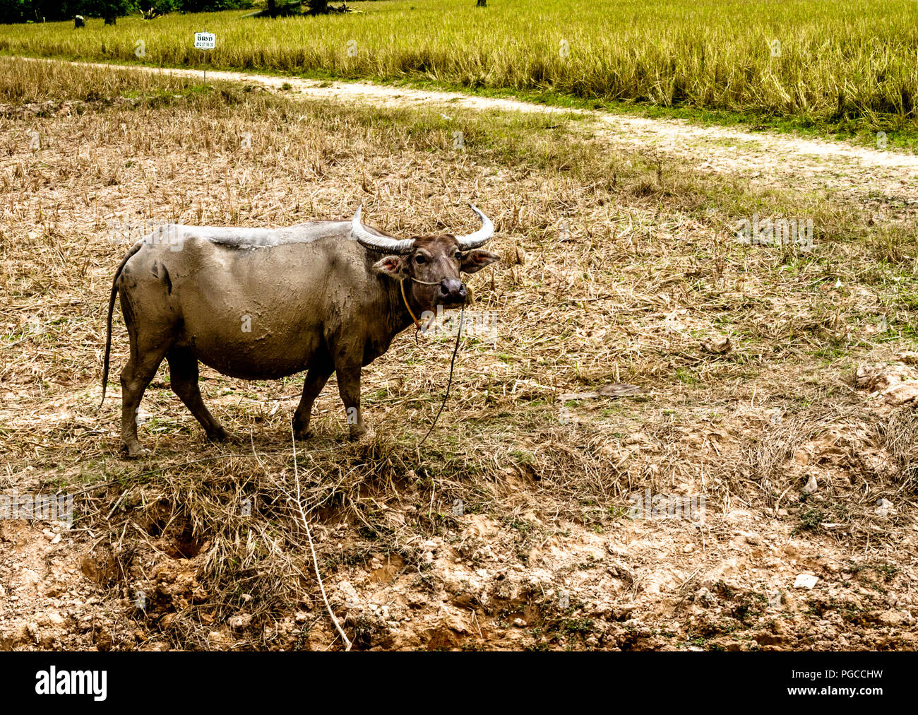 Open farm field with no crops and a water buffalo standing in the ...