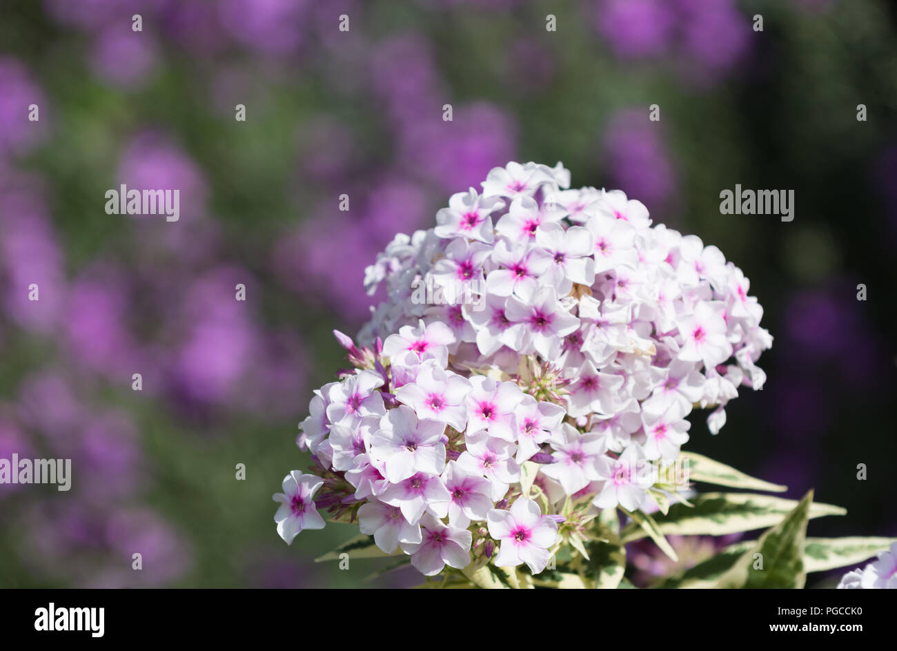 Pink and white Phlox bloom Stock Photo - Alamy