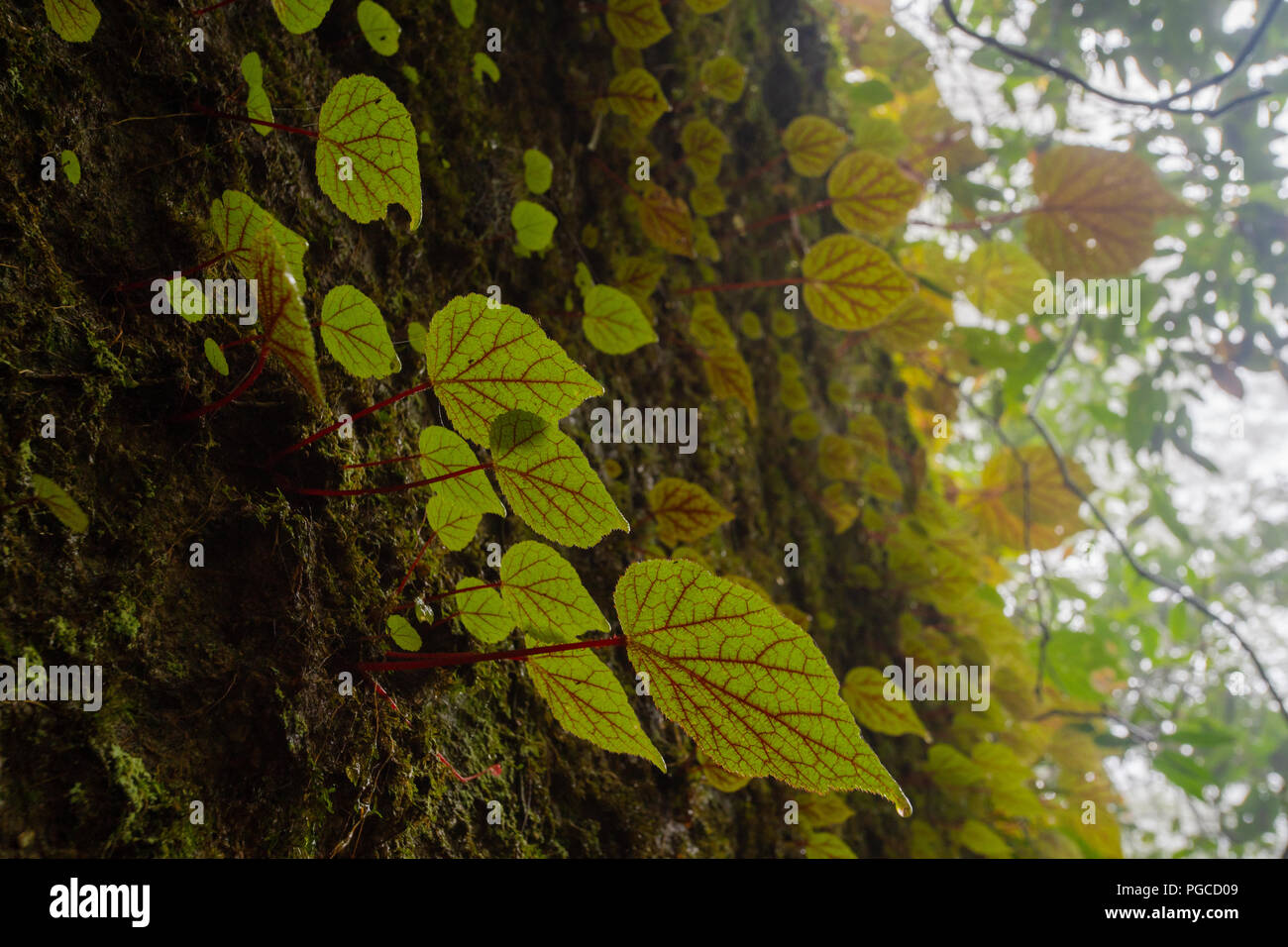 Begonia in forest and fog Stock Photo - Alamy