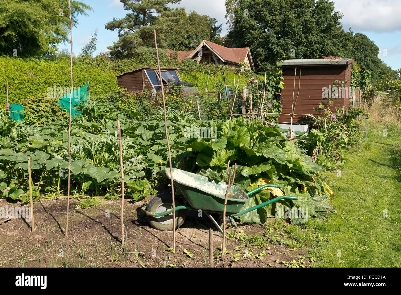 A rural allotment garden with fruit and vegetables growing, in late ...