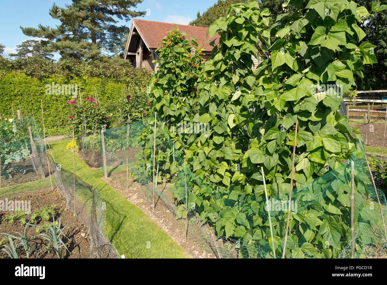 A rural allotment garden with fruit and vegetables growing, in late ...