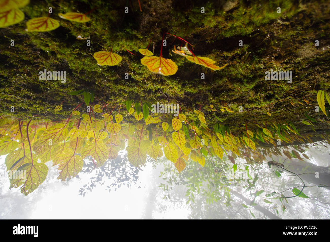 Begonia in forest and fog Stock Photo - Alamy