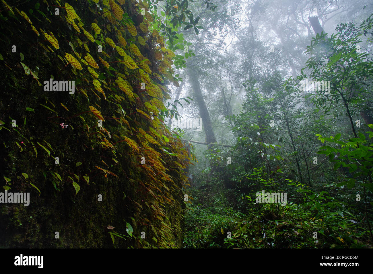 begonia forest in spring season Stock Photo - Alamy