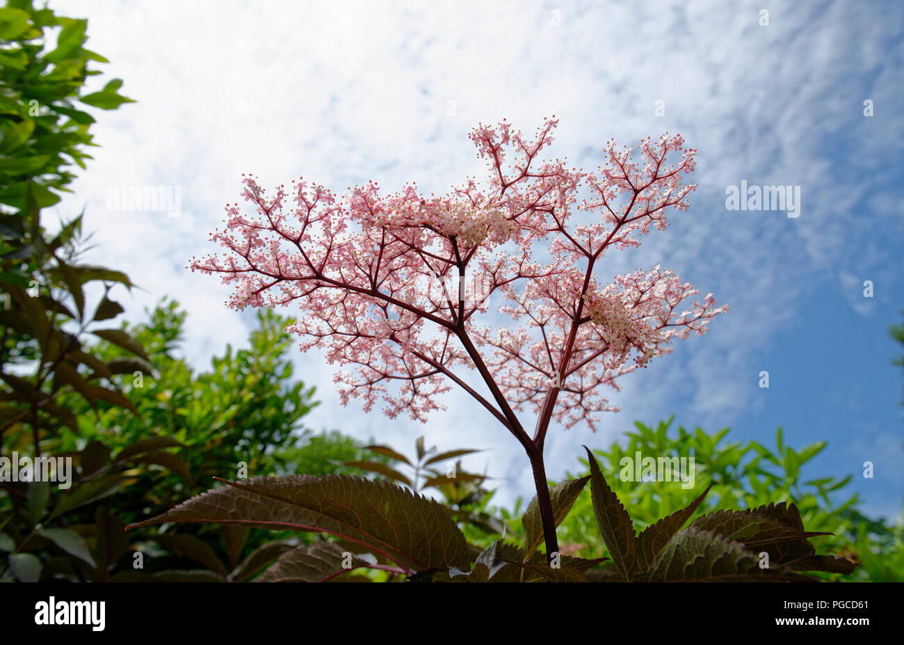 Florettes hi-res stock photography and images - Alamy