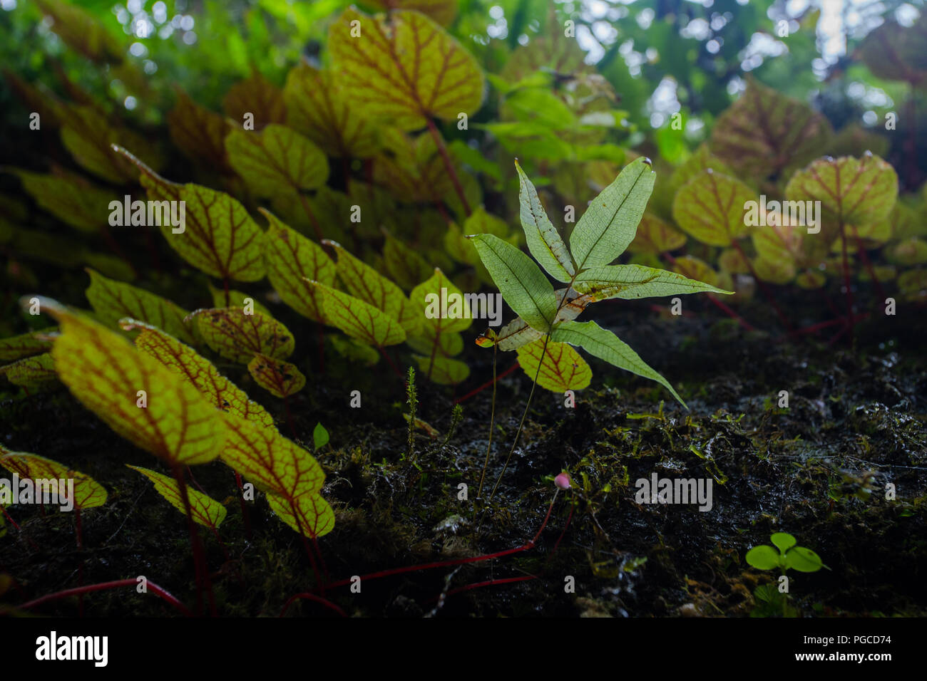 Begonia in forest and fog Stock Photo - Alamy